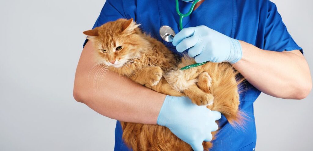 ¿Tu gato tose e intenta vomitar pelo? - Veterinaria Puerto 200